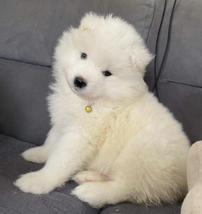 Samojed