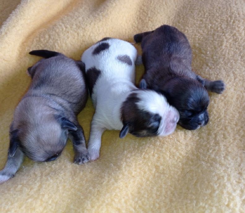 Shi tzu mini mladiči
