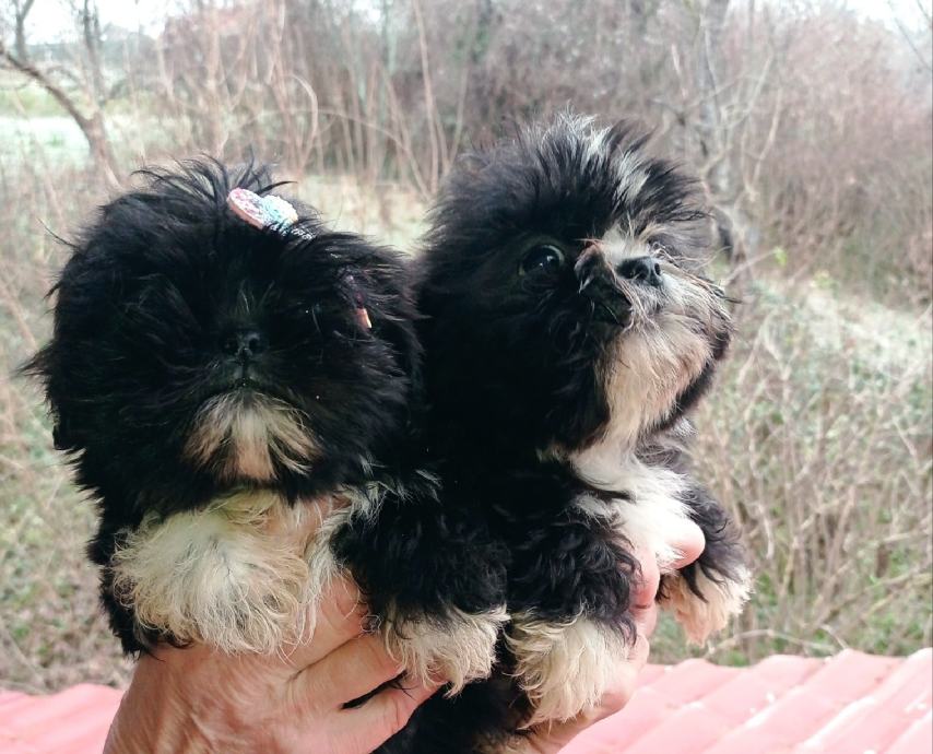 Shi tzu mini mladiči