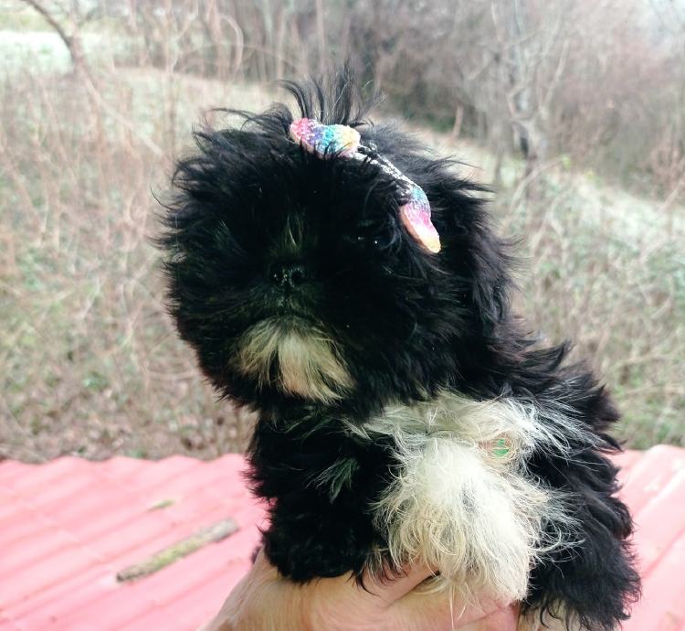 Shi tzu mini mladiči