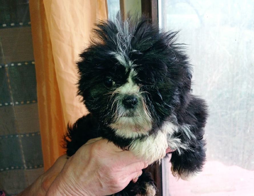 Shi tzu mini mladiči
