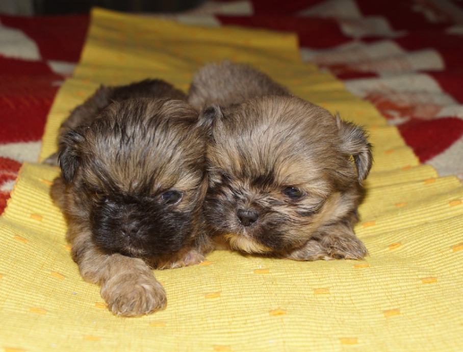 Shi tzu mini mladiči