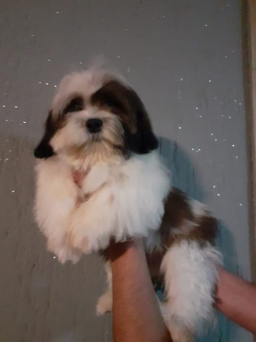 Shi Tzu, shi tzu, shih Tzu, šicu štenci prodaja