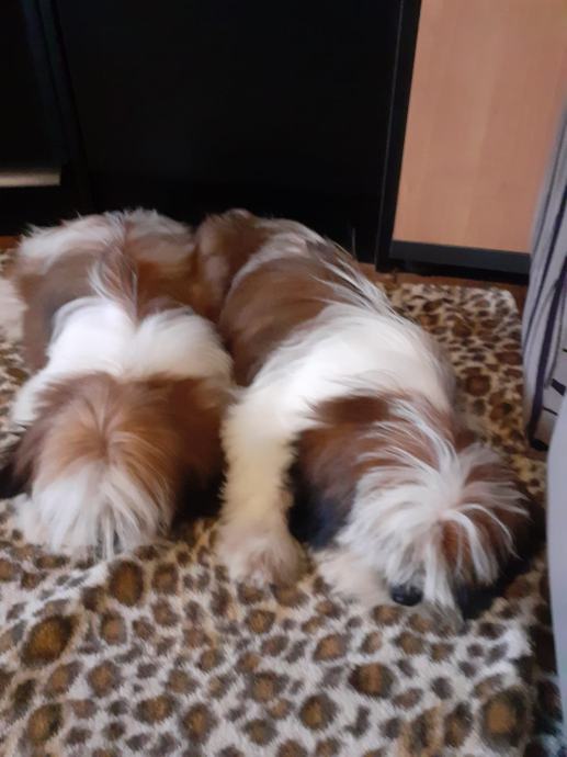 Shi Tzu, shi tzu, shih Tzu, šicu štenci prodaja