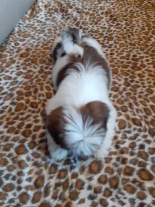 Shi Tzu, shi tzu, shih Tzu, šicu štenci prodaja
