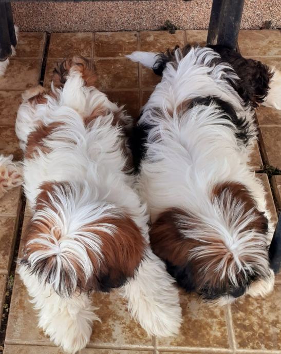 Shi Tzu, shi tzu, shih Tzu, šicu štenci prodaja