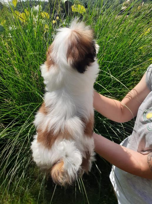 Shi Tzu, shi tzu, shih Tzu, šicu štenci prodaja