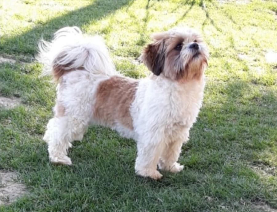 Shi Tzu, shi tzu, shih Tzu, šicu štenci prodaja