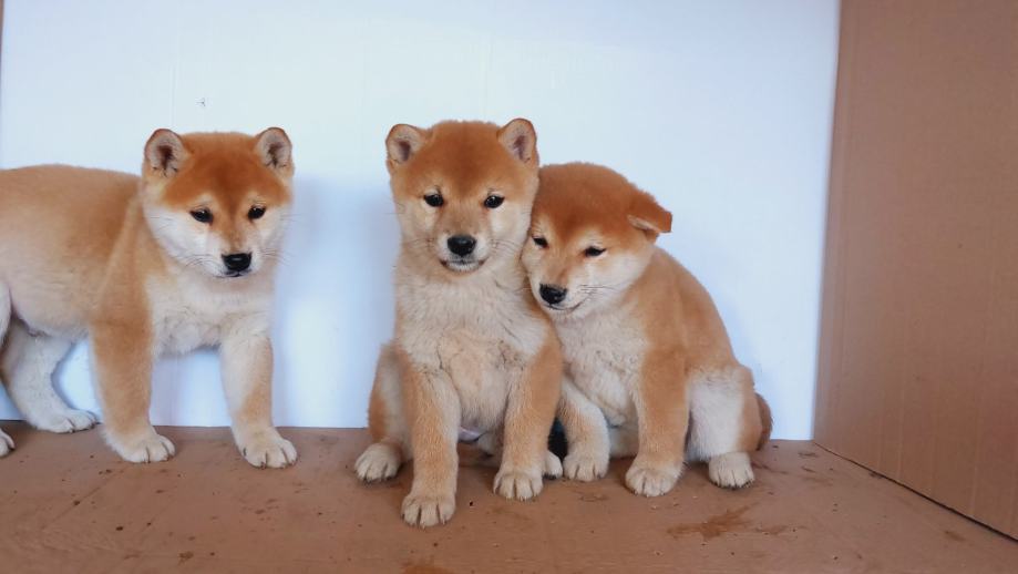 Shiba Inu