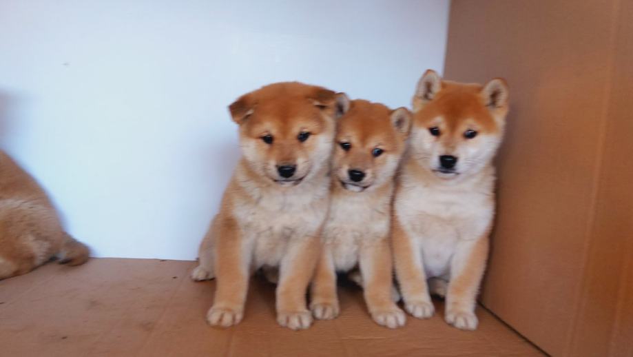 Shiba Inu