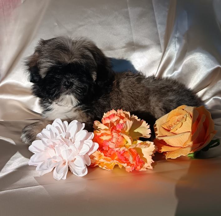 Shih poo (shih-tzu poodle)