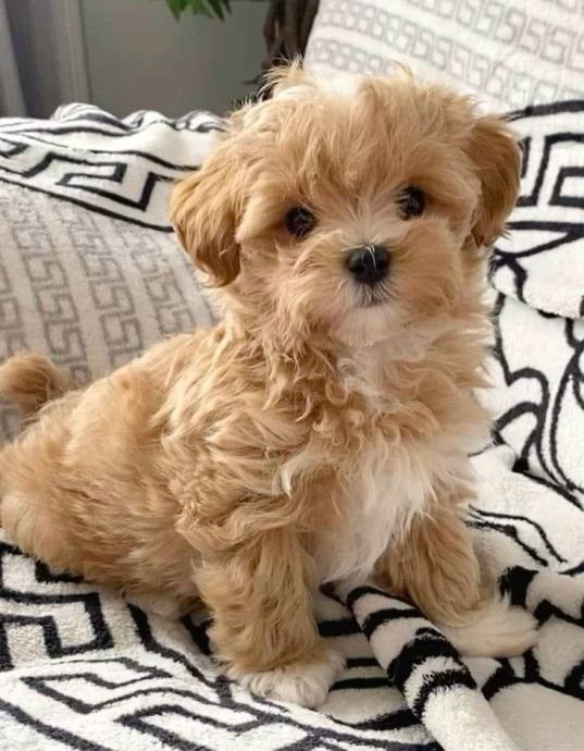 Shih poo