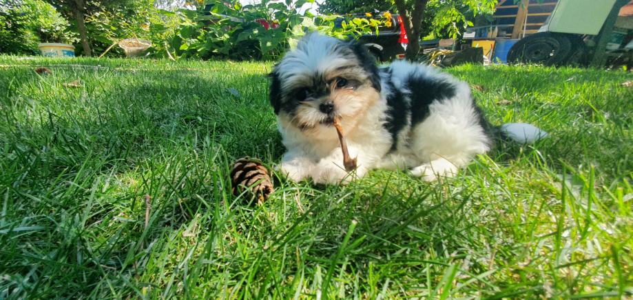 Shih Tzu, kraljevi levji pes