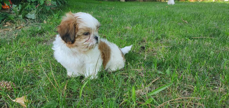 Shih Tzu, kraljevi levji pes