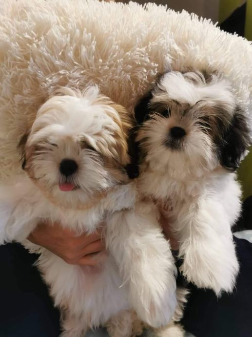 Shih Tzu, kraljevi levji pes