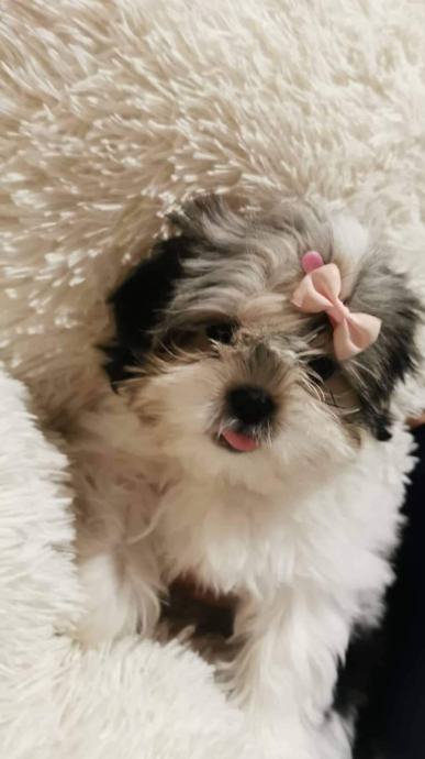 Shih Tzu, kraljevi levji pes