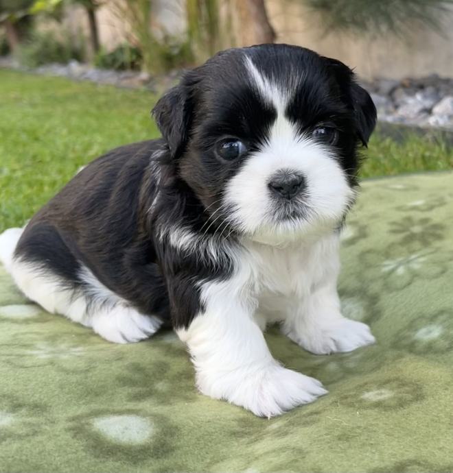 Shih tzu mladički