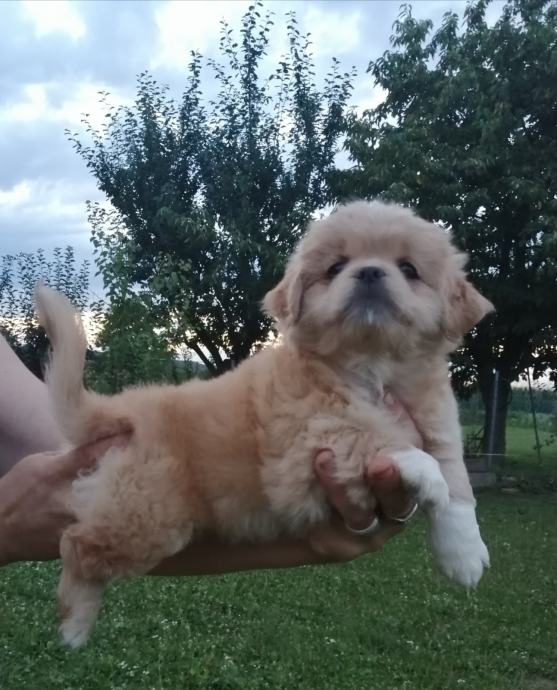 Shih tzu - pekinezer