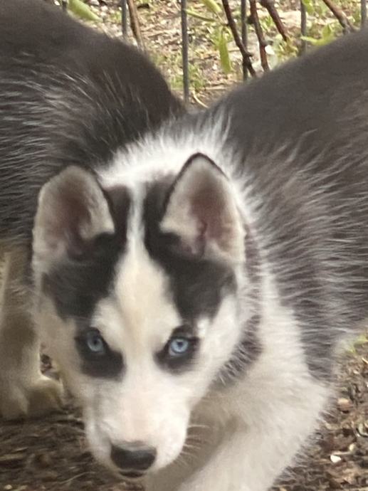 Sibirski husky mladić