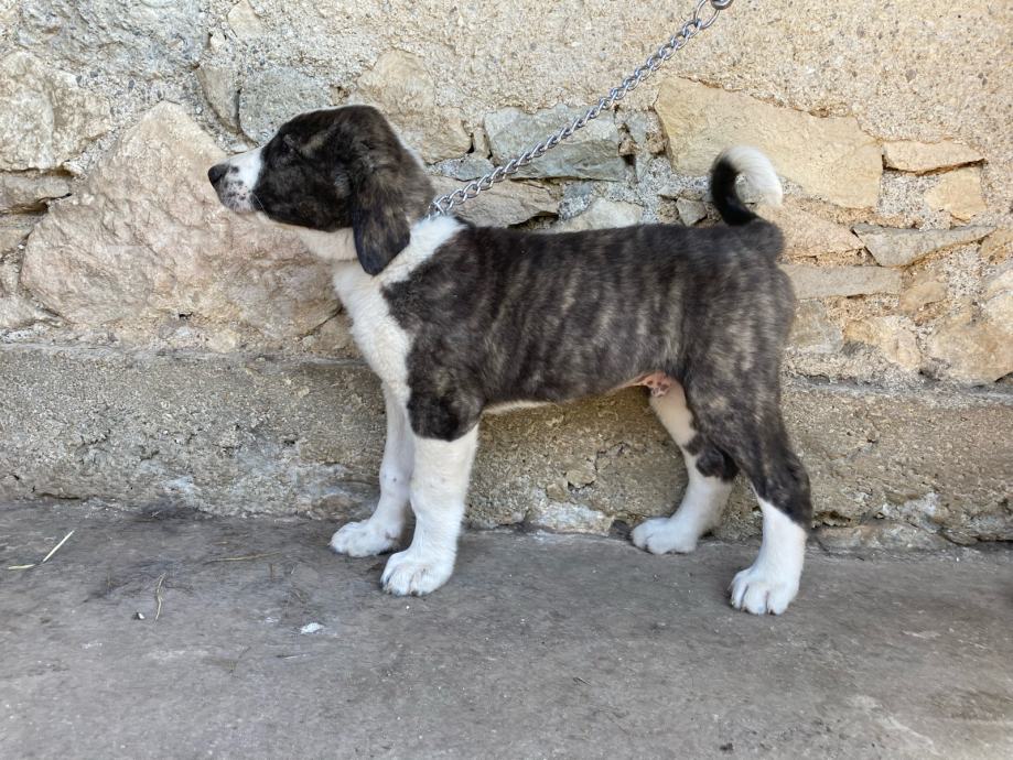 Srednjeazijski ovčar -AZIJAT