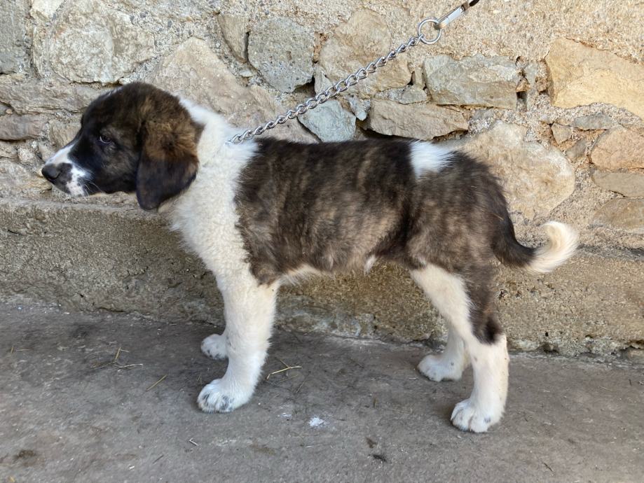 Srednjeazijski ovčar -AZIJAT