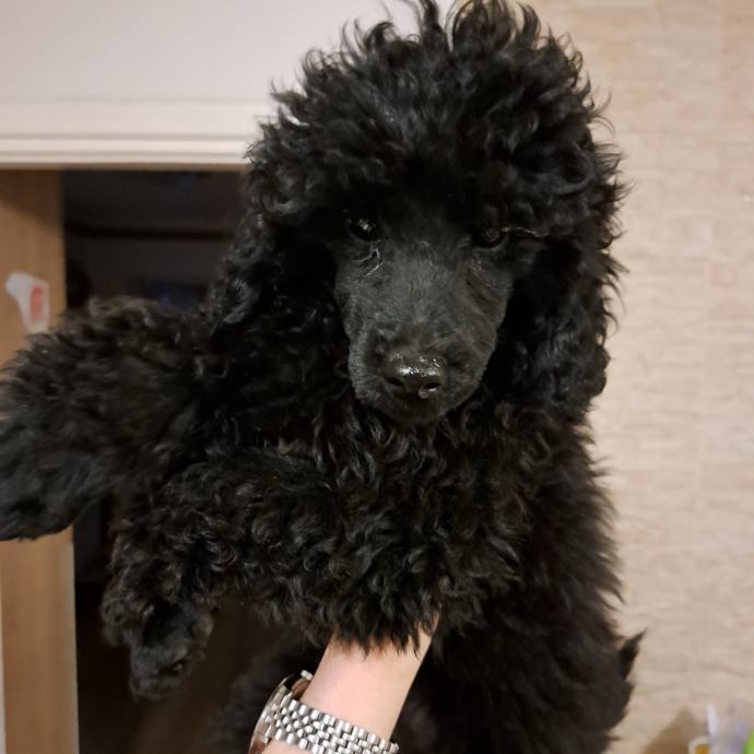 Mini Pudlj