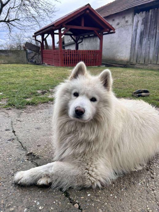 Samojed