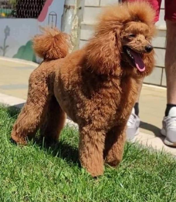 Toy poodle fawn