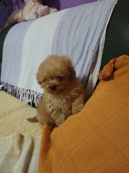 TOY PUDELJ