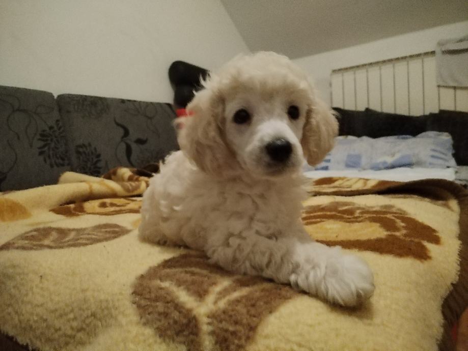 Toy pudelj