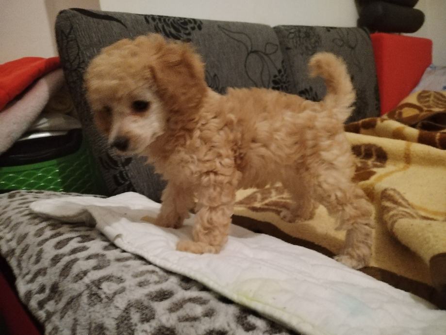 Toy pudelj