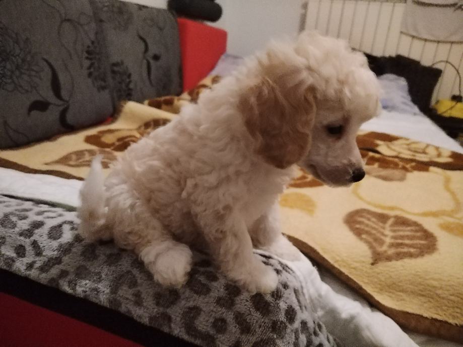 Toy pudelj