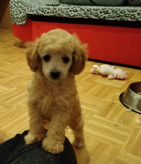 Toy pudelj