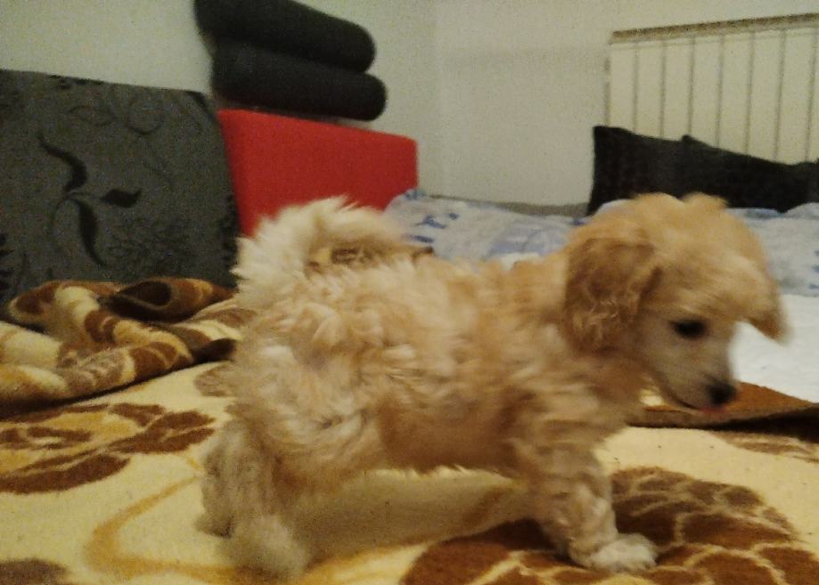 Toy pudelj