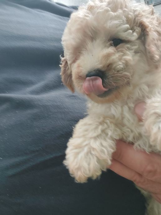 Mini pudelj