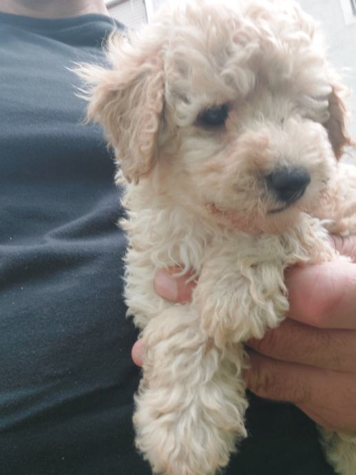 Mini pudelj