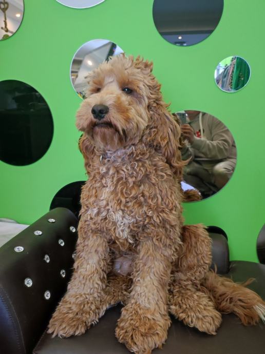 Cockapoo mladički