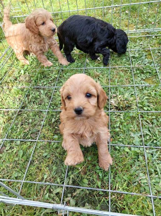 Cockapoo mladički