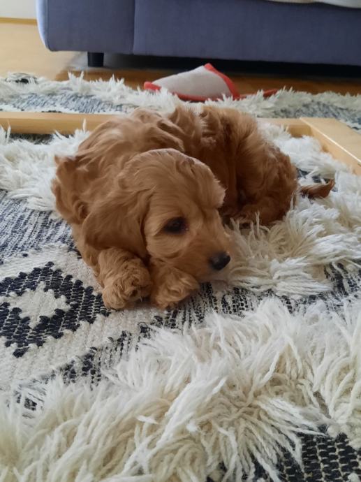 Cockapoo mladički