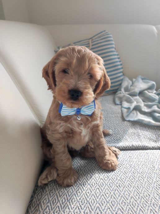 Cockapoo mladički