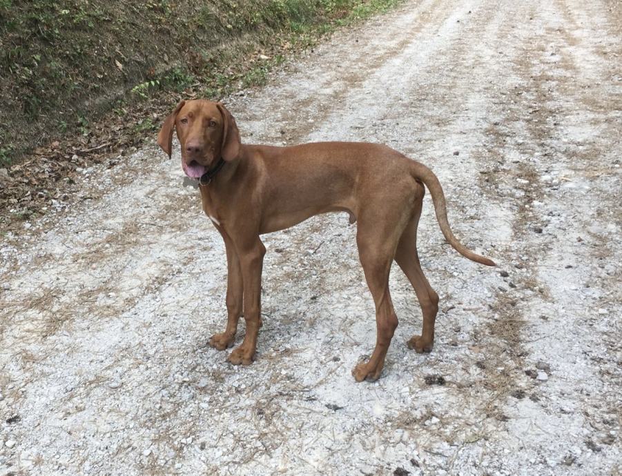 Vizla/madžarski pticar