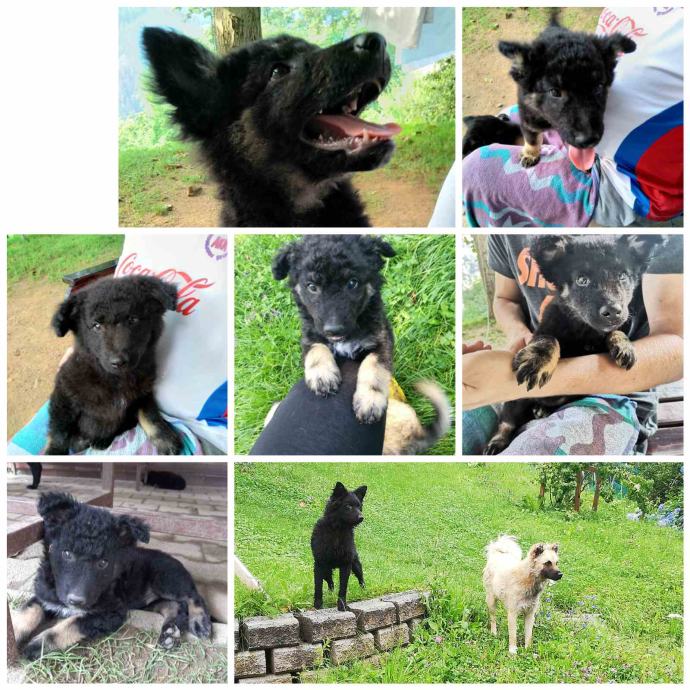 Psi Vojvodinski Pulin, mladički