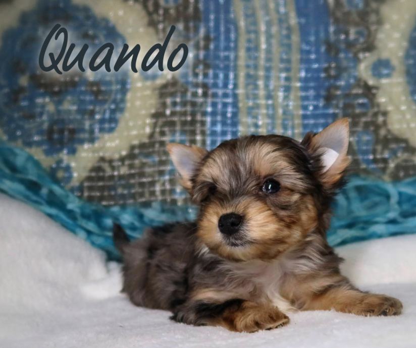 YORKSHIRE TERIER-YORKI - MINIATUREN mladiček BLUEMERLE barve SLO LEGLO