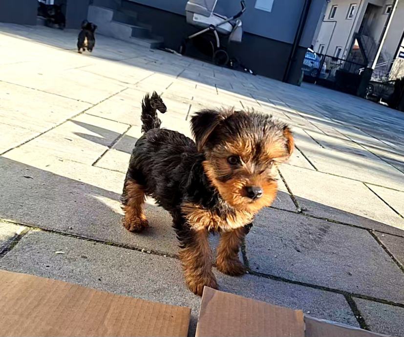 Yorkshire terrier, Jorkširski terijer, yorki