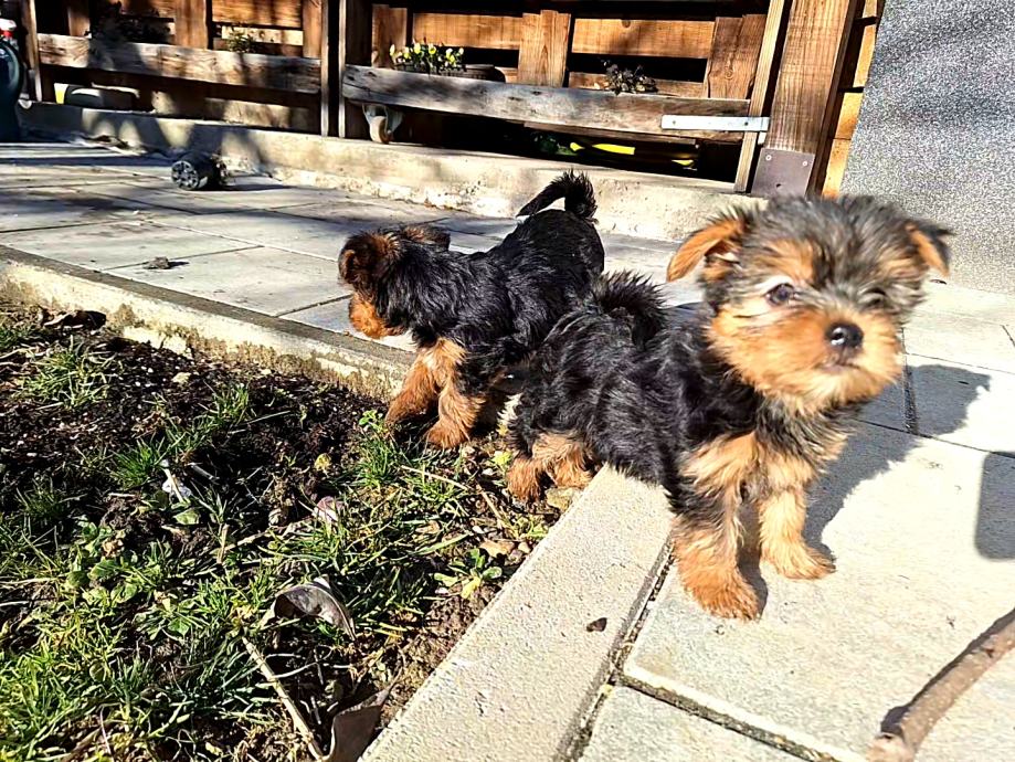 Yorkshire terrier, Jorkširski terijer, yorki