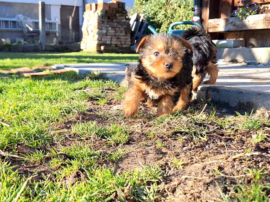 Yorkshire terrier, Jorkširski terijer, yorki