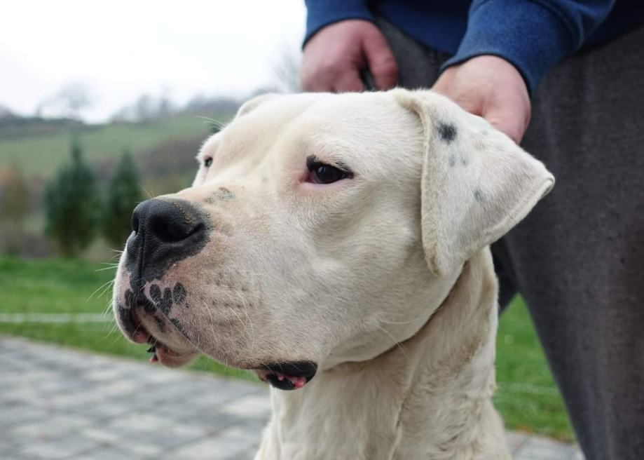 Argentinska doga - Dogo Argentino