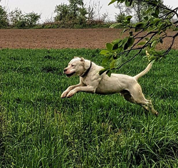 argentinska doga