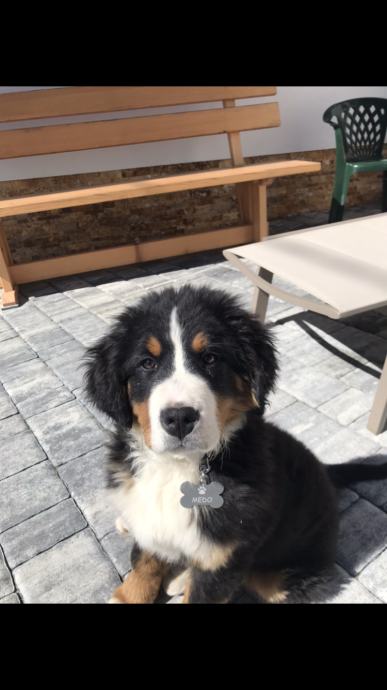 Bernski planšarski pes