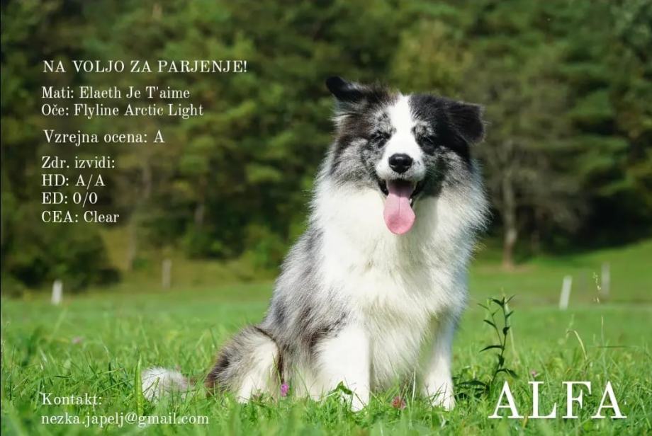 Border Collie za parjenje